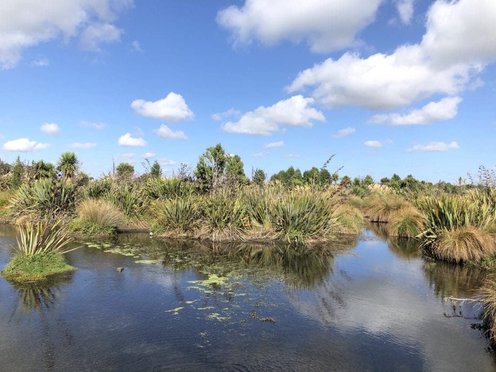 Environmental Sustainability in New Zealand | Volunteer Abroad